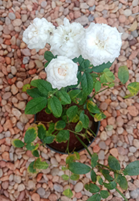 Rose of God – The Winds of Wonder