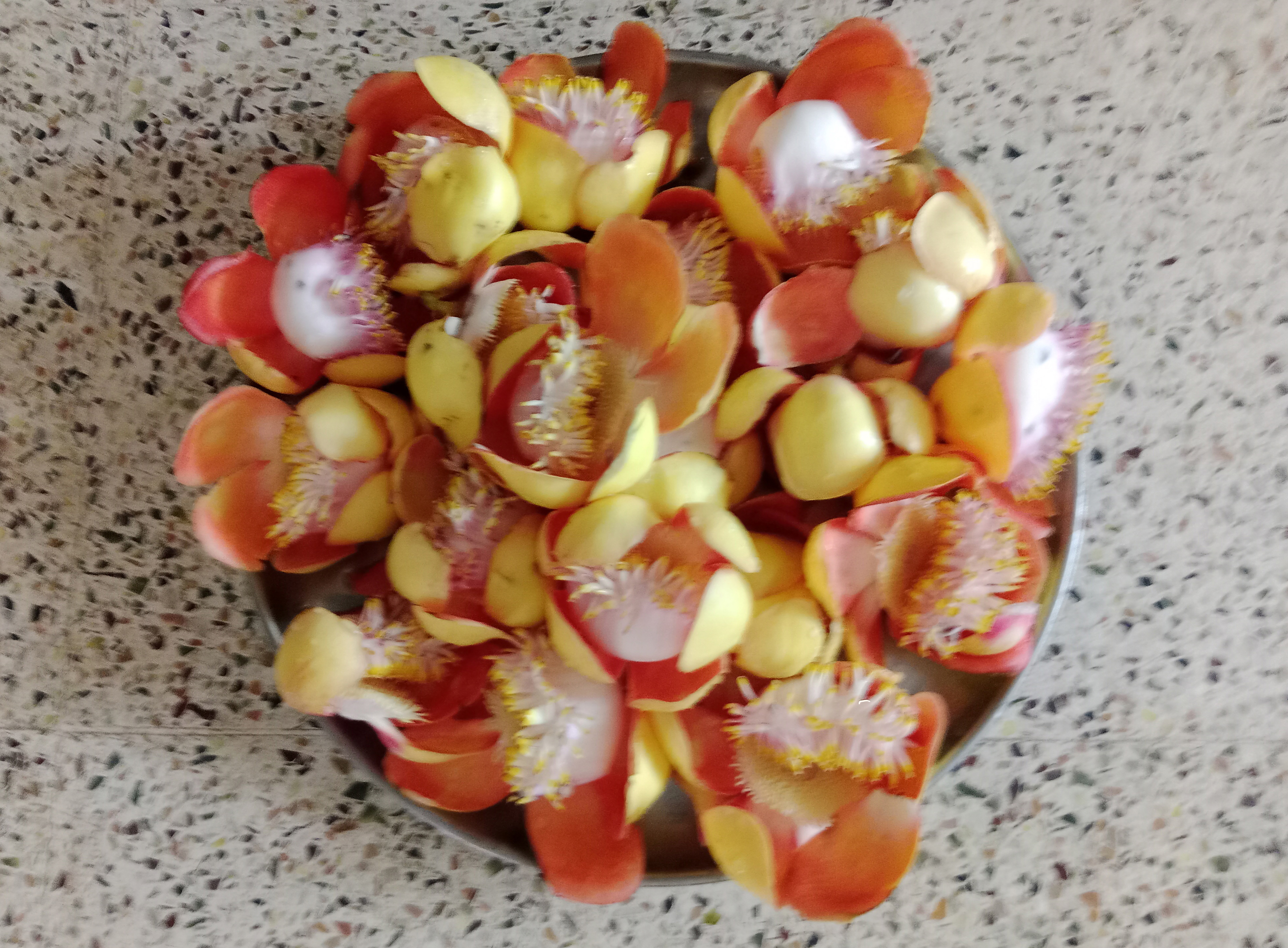 Unselfish Prosperity — Cannonball Flowers – The Winds of Wonder