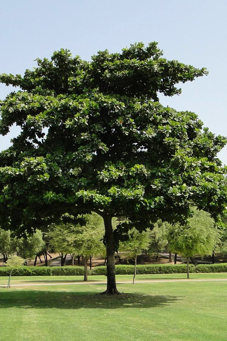 Our Almond Tree – The Winds of Wonder